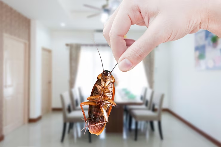 Comprehensive Guide to Cockroach Prevention and Health Protection